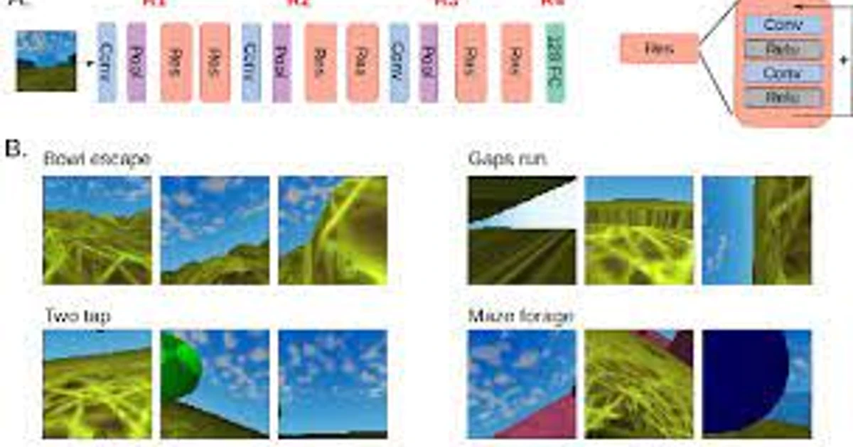 Divergent Representations Of Ethological Visual Inputs Emerge From Supervised Unsupervised And