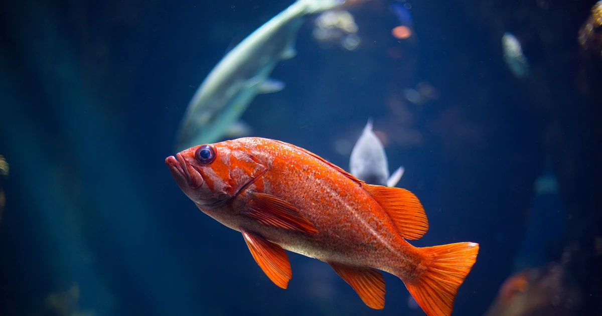 Swimming Of A Dead Fish: An Informational Article For The Curious And ...