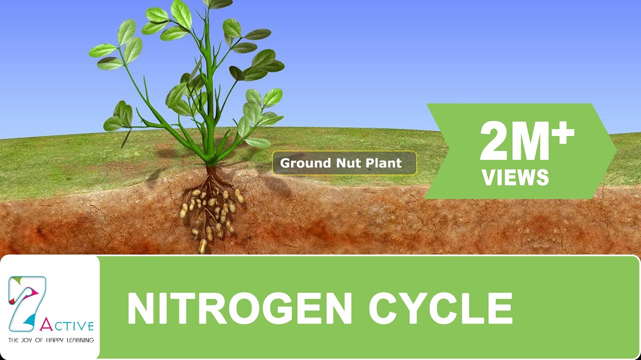 Nitrogen Cycle Is Key To Life – What Is It And How Does It Work?