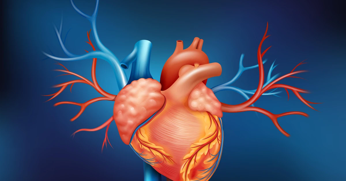 Aortic Calcification – What Is It? And How Serious Is This For Heart ...