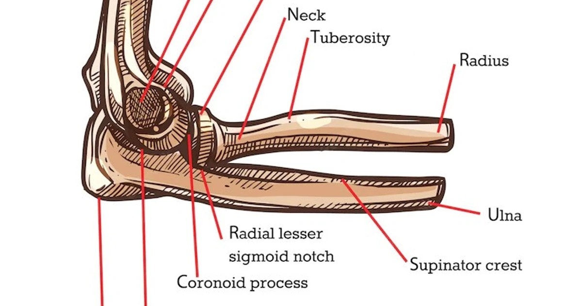 Coronoid Process Of Ulna – It's Anatomy And Function