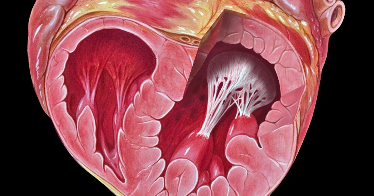 Papillary Muscle – Overview Of Its Anatomy And Functions