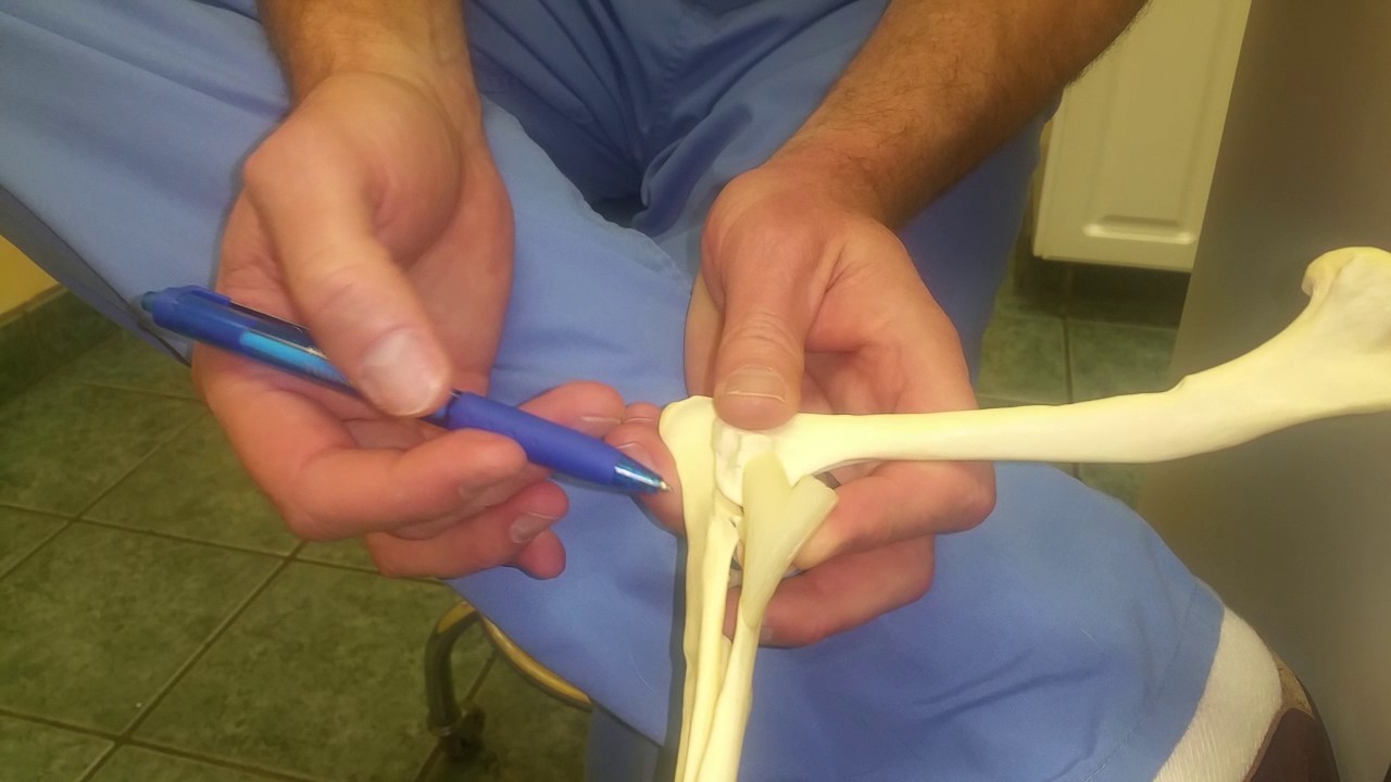 Coronoid Process Of Ulna – It's Anatomy And Function