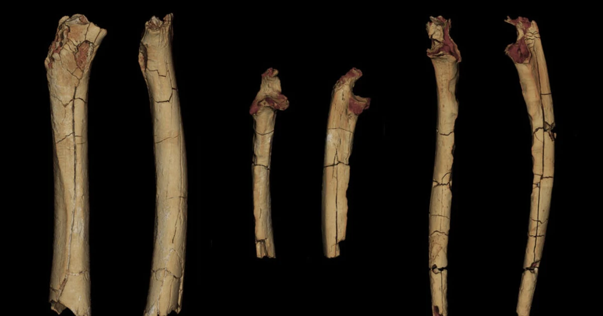 7-Million-Year-Old Femur Reveals Prehistoric Human Walked Upright