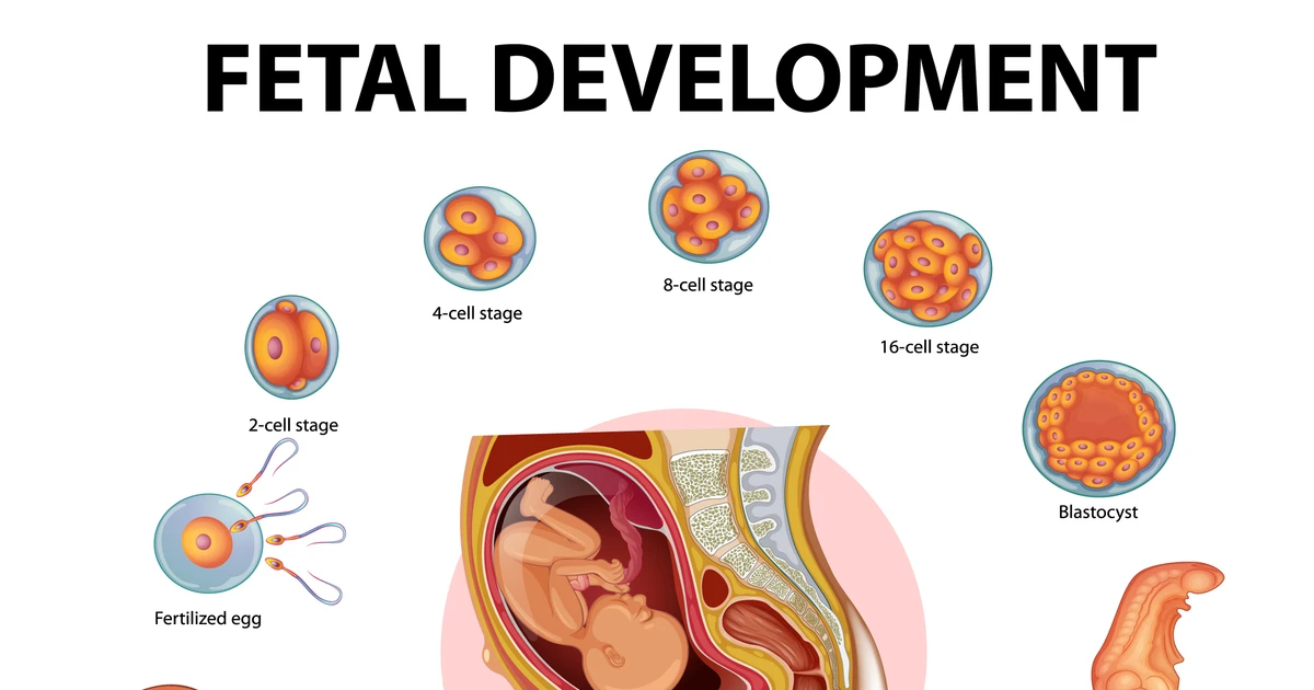 Vertical Pocket In Pregnancy – A Reliable Method For Assessing Amniotic ...