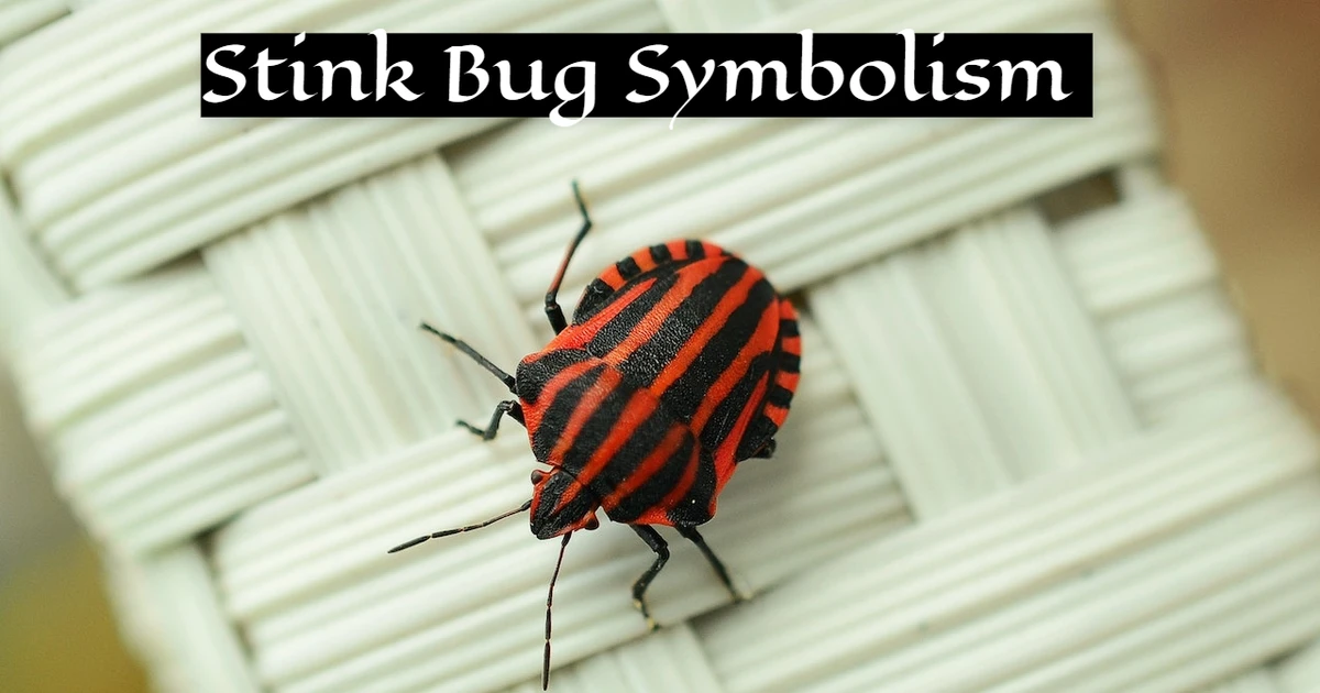 Stink Bug Symbolism - Raise Your Vibrational Awareness