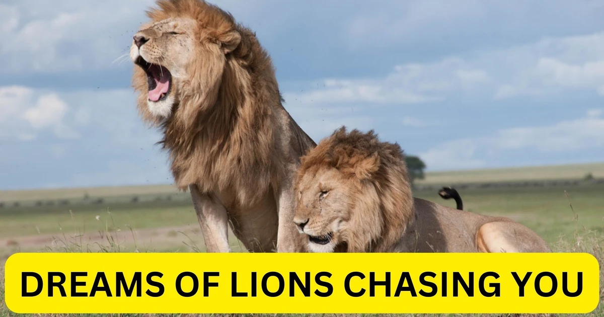 Dreams Of Lions Chasing You - Meaning And Symbolism