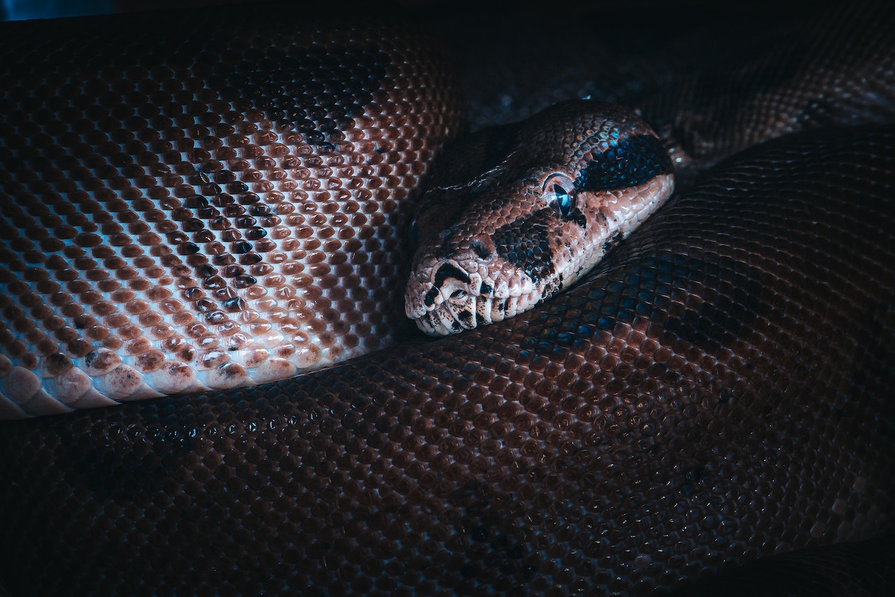 Seeing Snake In Dream - It Represents A Hidden Enemy