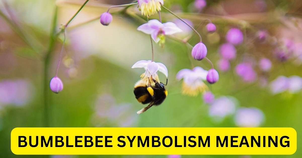 Bumblebee Symbolism Meaning - A Celebration Of Love And Harmony