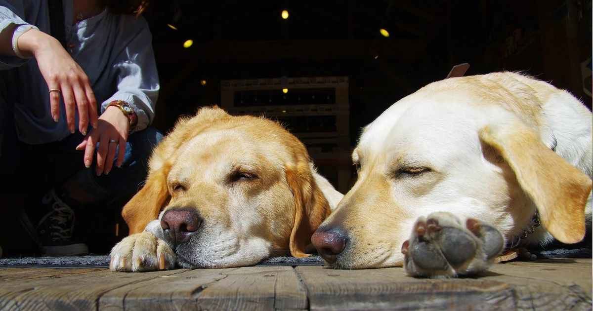 Angel Prayer For Healing Animals - How Effective Is It?