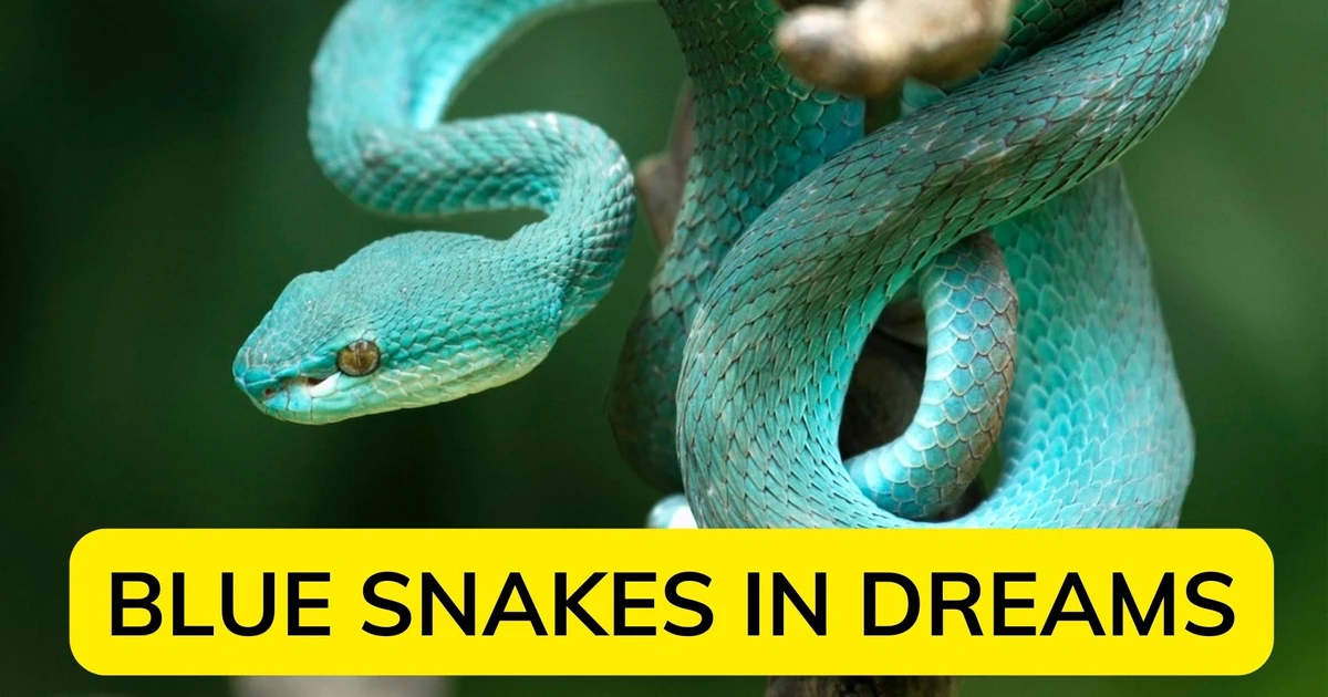 Blue Snakes In Dreams - An Indication Of Danger