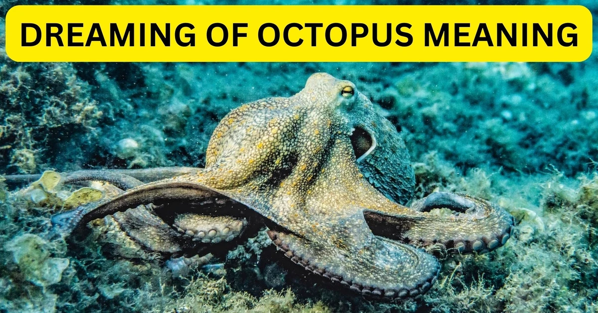 Dreaming Of Octopus Meaning - The Good And Bad Symbolism