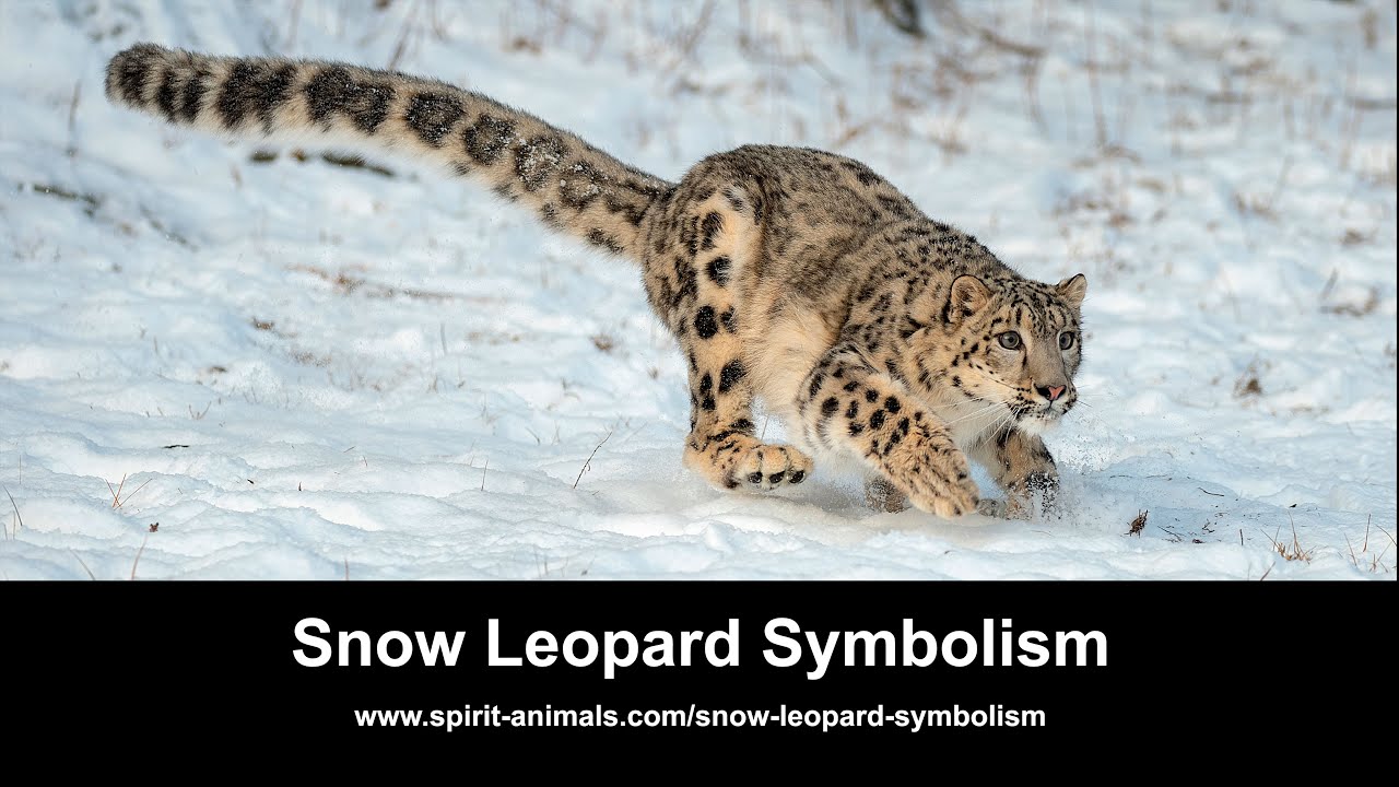 Snow Leopard Spirit Animal - Symbol Of The Power Of Psyche