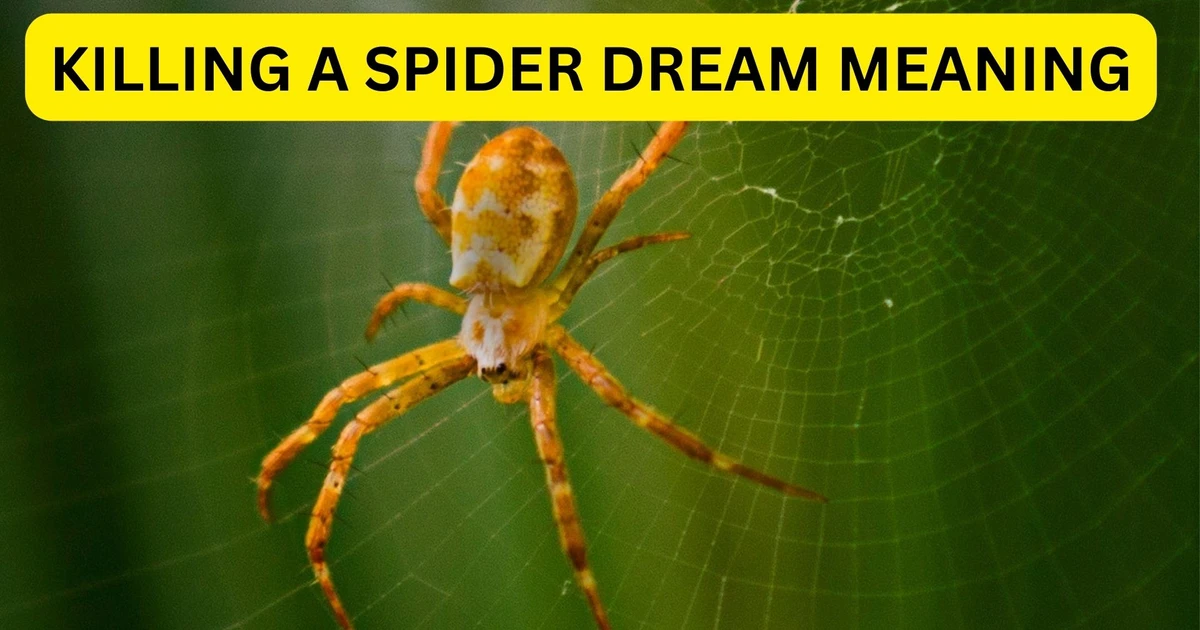 Killing A Spider Dream Meaning - A Warning About Scandals