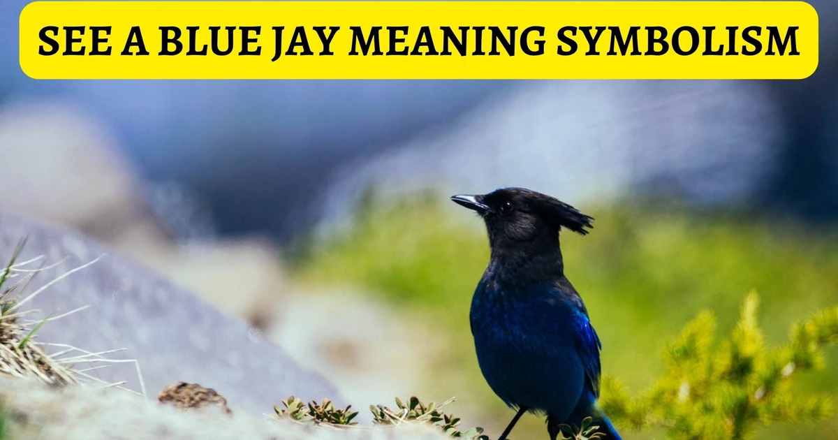 What Does It Mean When You See A Blue Jay - Symbolism And Signs