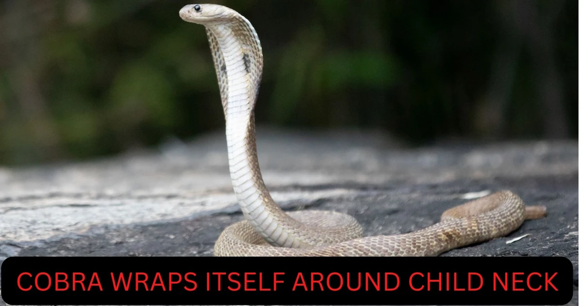 Dream Of A Cobra Wraps Itself Around Child Neck