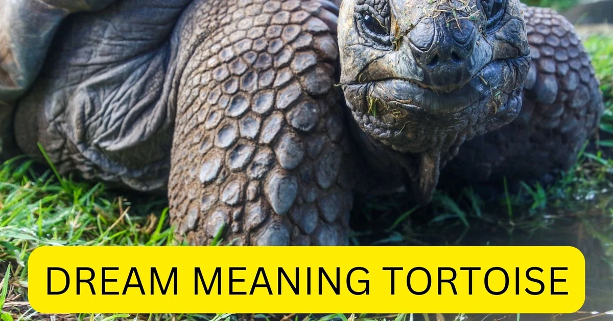 Dream Meaning Tortoise - Symbol Of Longevity And Happiness