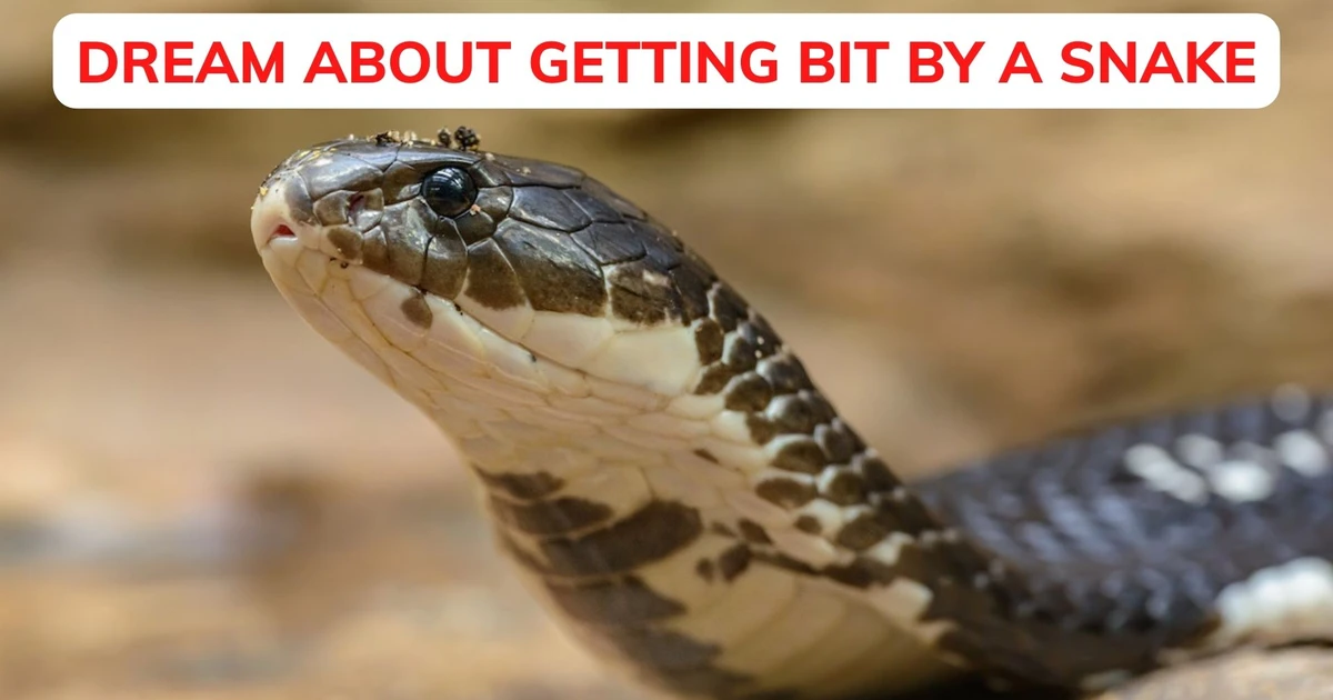Dream About Getting Bit By A Snake - It Signifies A Wake-up Call