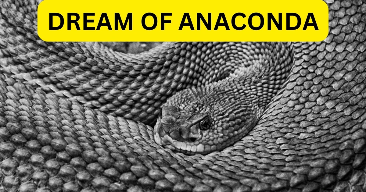 Dream Of Anaconda - A Sign Of Success