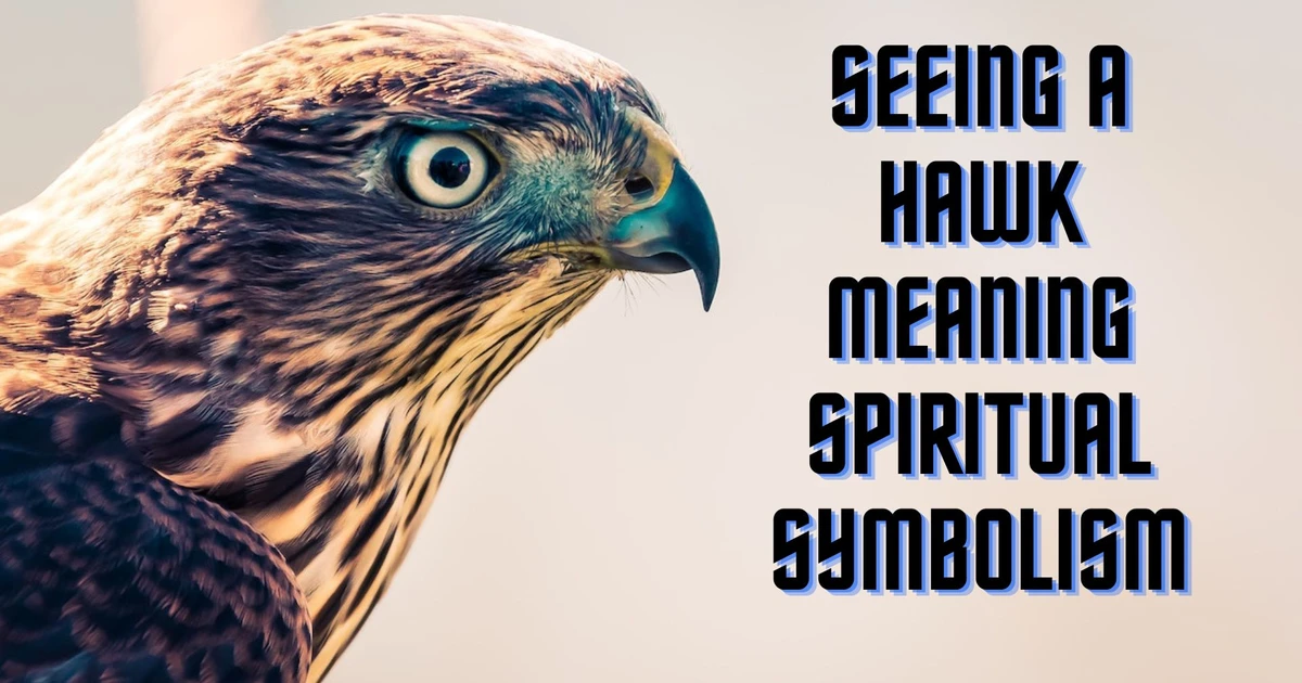 Seeing A Hawk Meaning Spiritual Symbolism