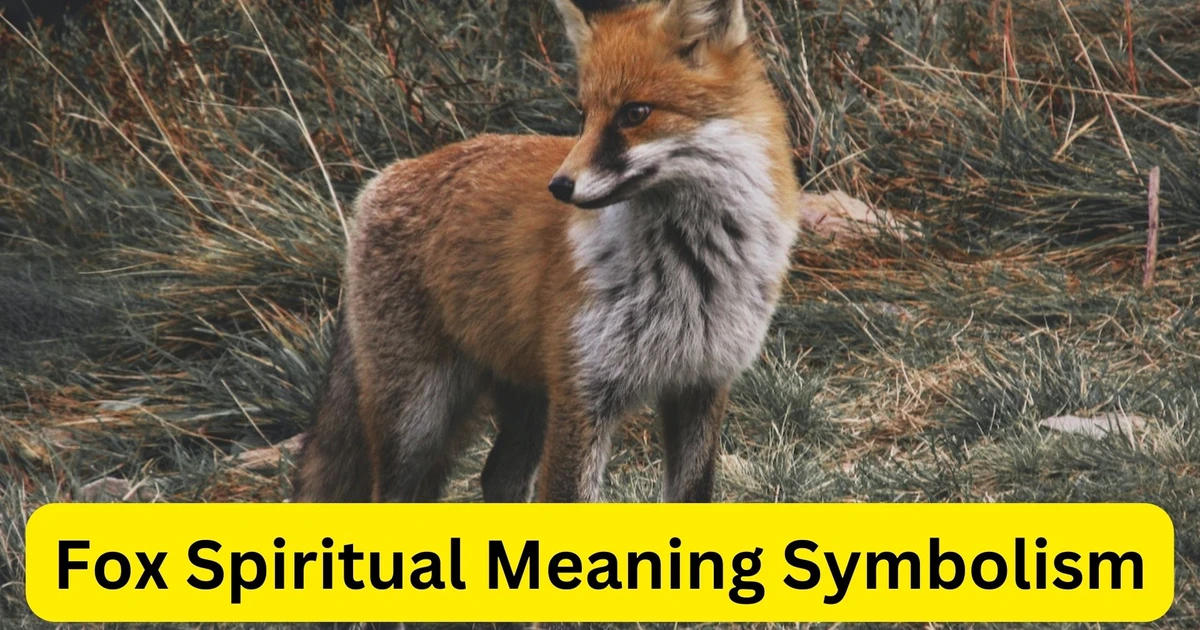 Fox Spiritual Meaning Symbolism - Represent Quiet Observation ...