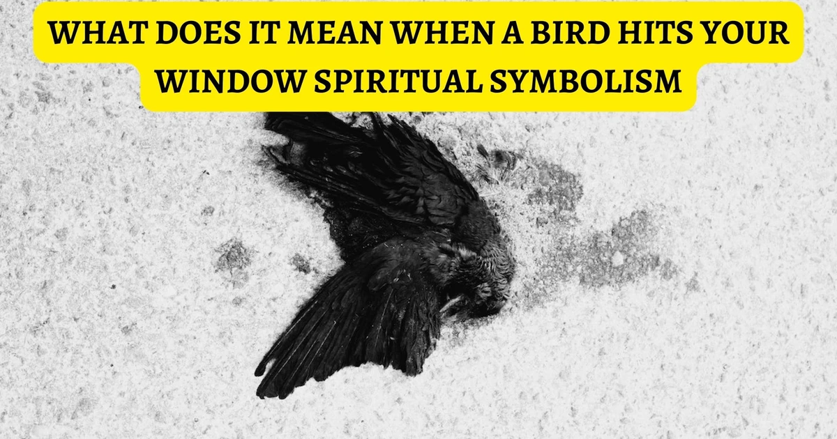 What Does It Mean When A Bird Hits Your Window - Spiritual Symbolism