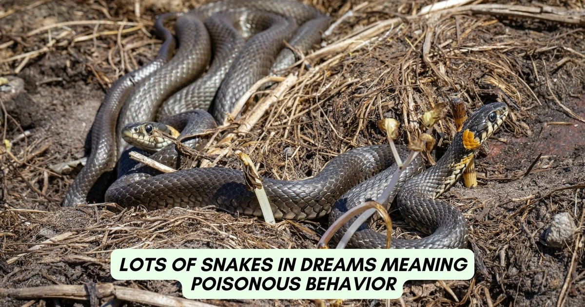 Lots Of Snakes In Dreams Meaning - Poisonous Behavior