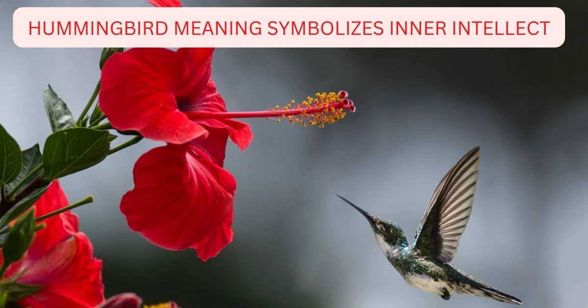 Dream Of Hummingbird Meaning Symbolism - Inner Intellect