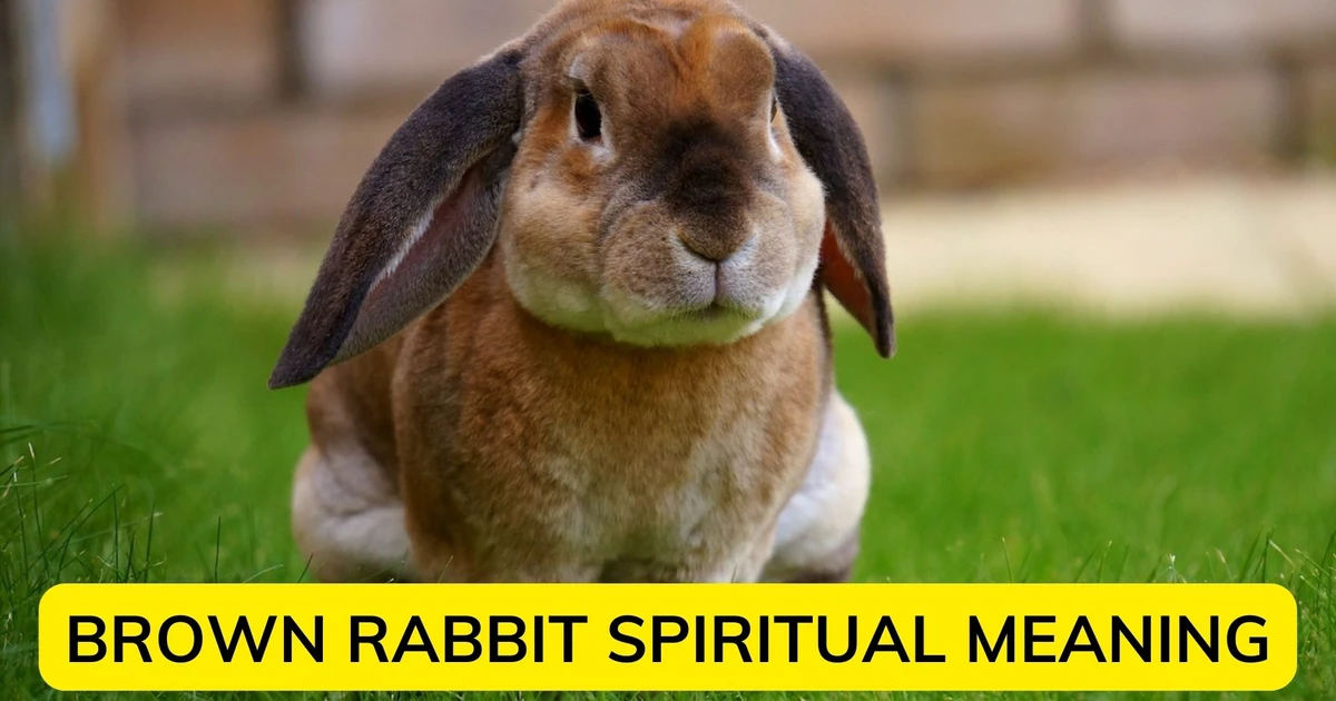 Brown Rabbit Spiritual Meaning - Protection, Wisdom, And Healing