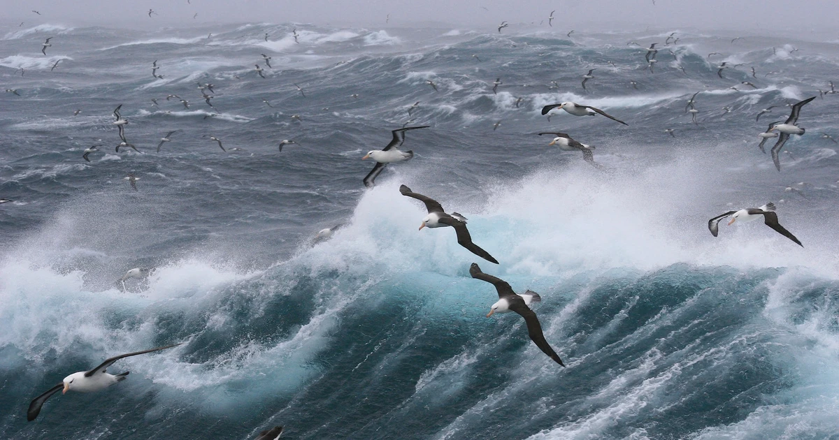 Flying Into Typhoons Helps Some Seabirds Survive The Storm