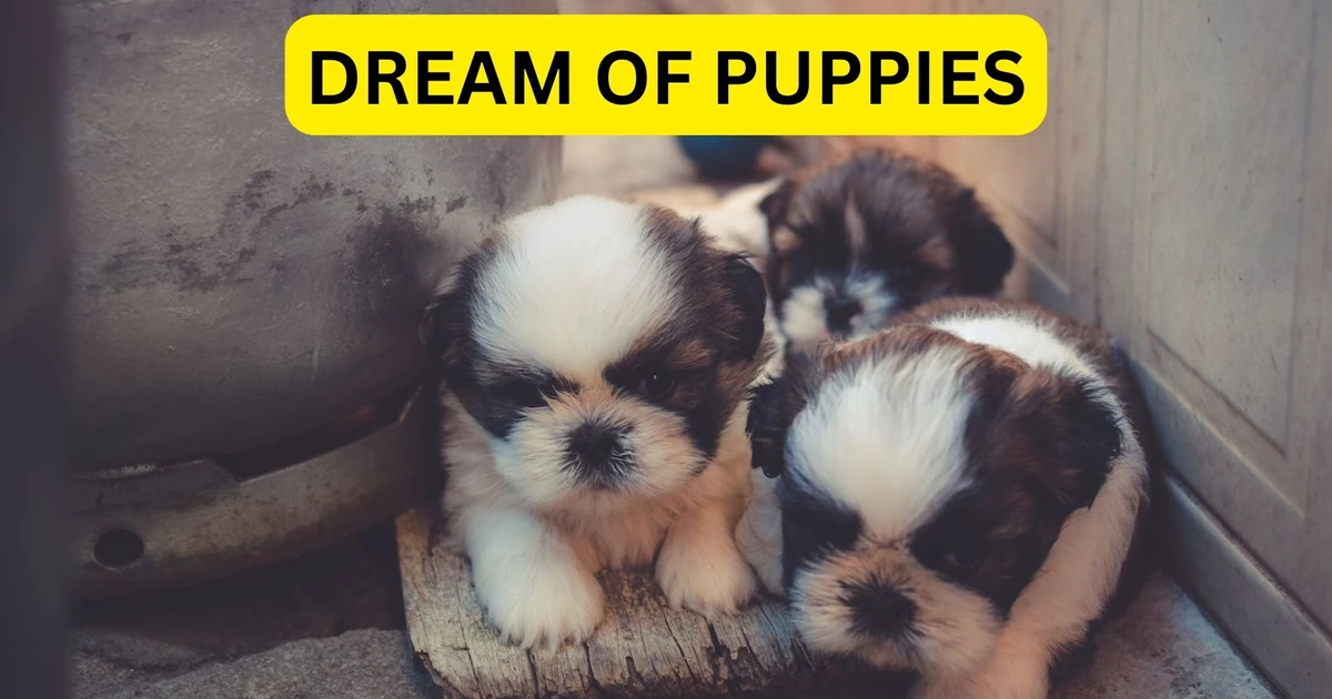 Dream Of Puppies Symbolism - You Have A Deep Affection For Someone