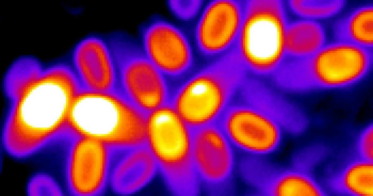 Dormant Bacteria Can Still Calculate When To Return To Life