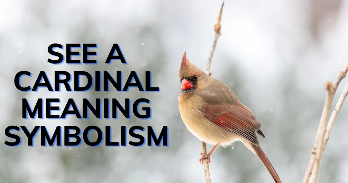 See A Cardinal Meaning Symbolism