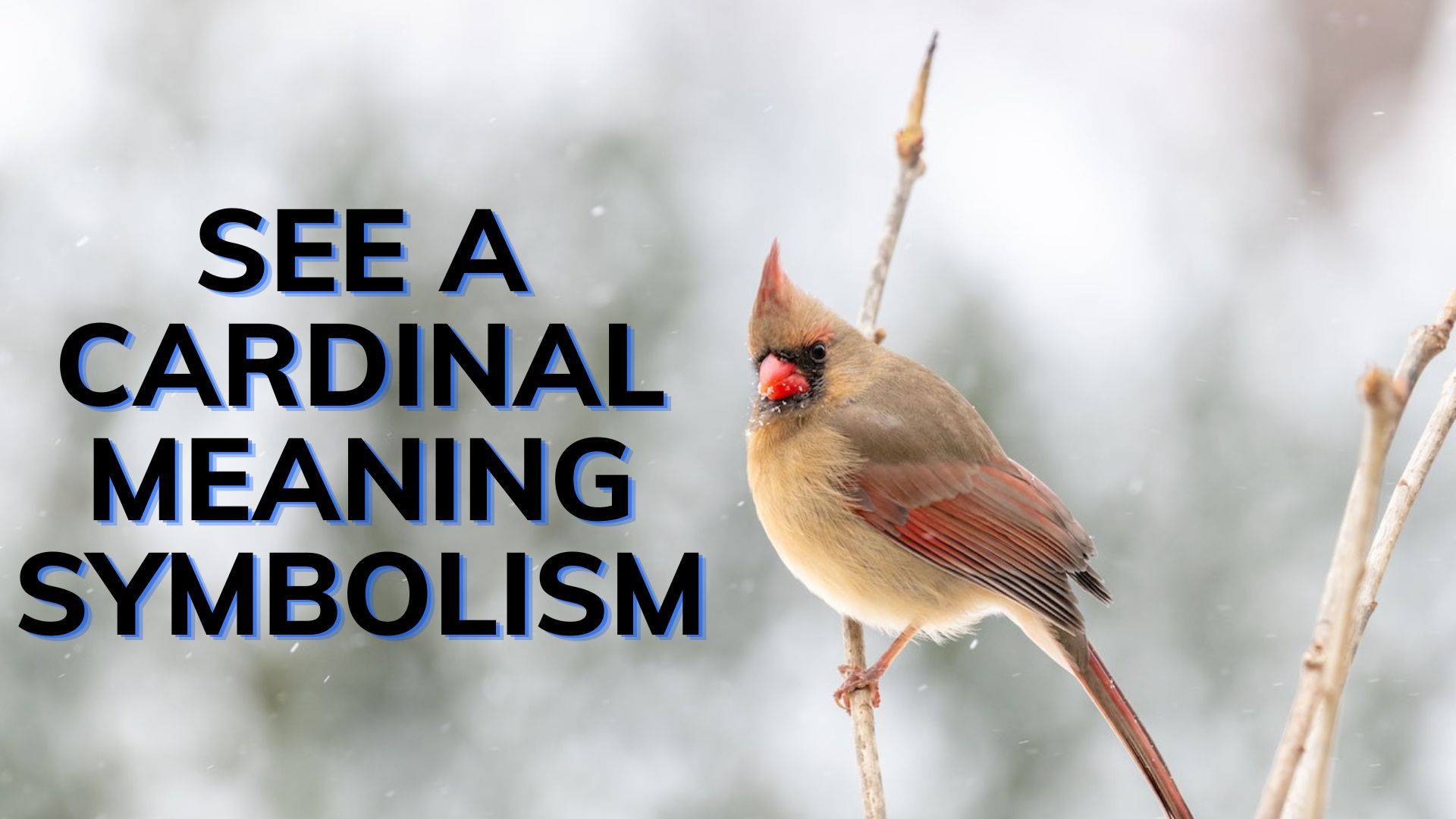 See A Cardinal Meaning Symbolism