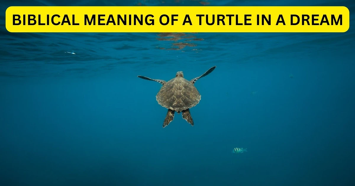 Biblical Meaning Of A Turtle In A Dream - A Good Sign