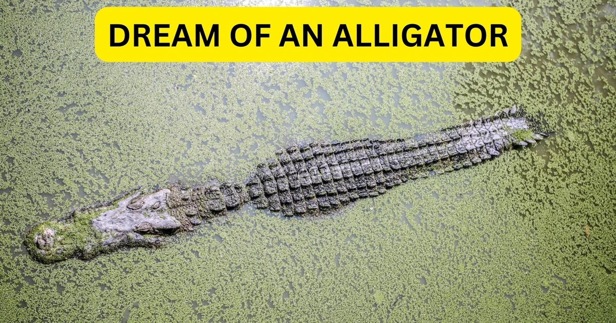 Dream Of An Alligator - It Represents The Jerks In Your Life