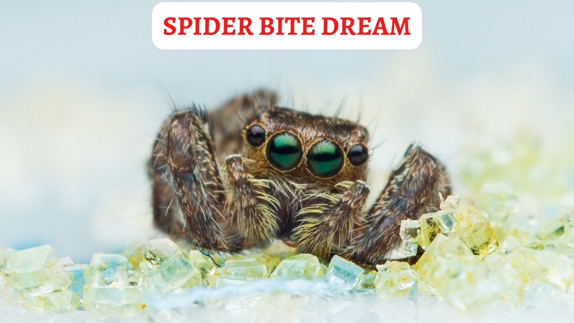 Spider Bite Dream - Represents A Bad Sign