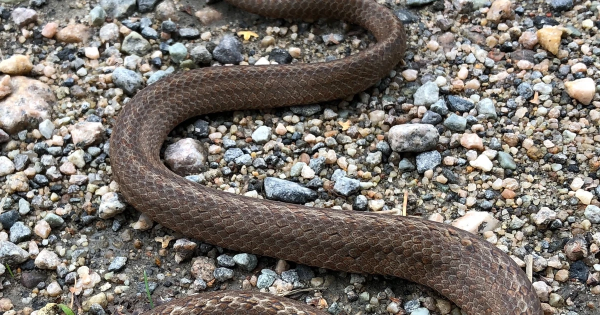 Dream About Snakes - It Symbolizes Sexual Energy