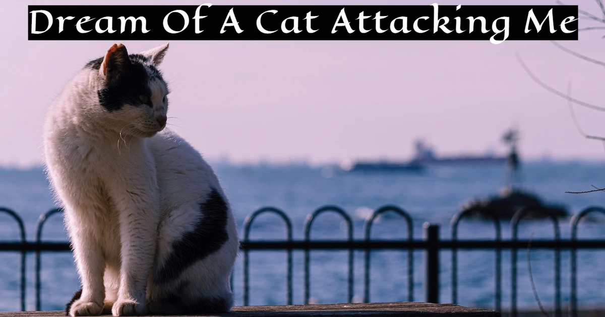 Dream Of A Cat Attacking Me - Symbolizes Fear Of Someone