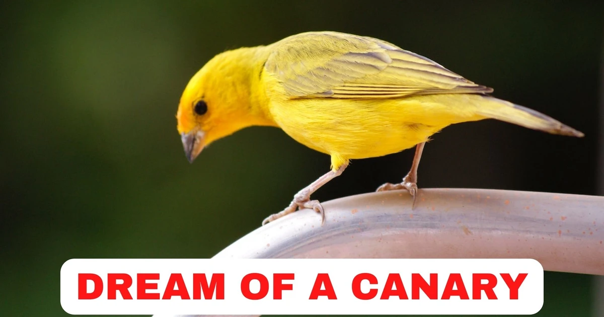 Dream Of A Canary - Chance Of Marriage And Good News