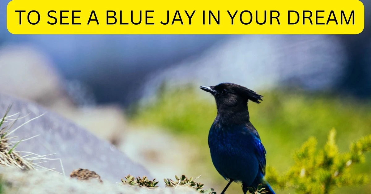 To See A Blue Jay In Your Dream - Symbol Of Clarity And Intellect