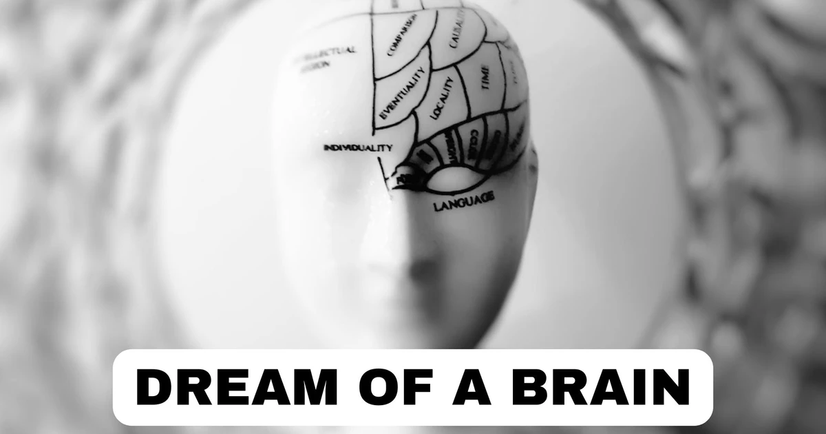 Dream Of A Brain - Symbolizes A Persons Wealth And Assets