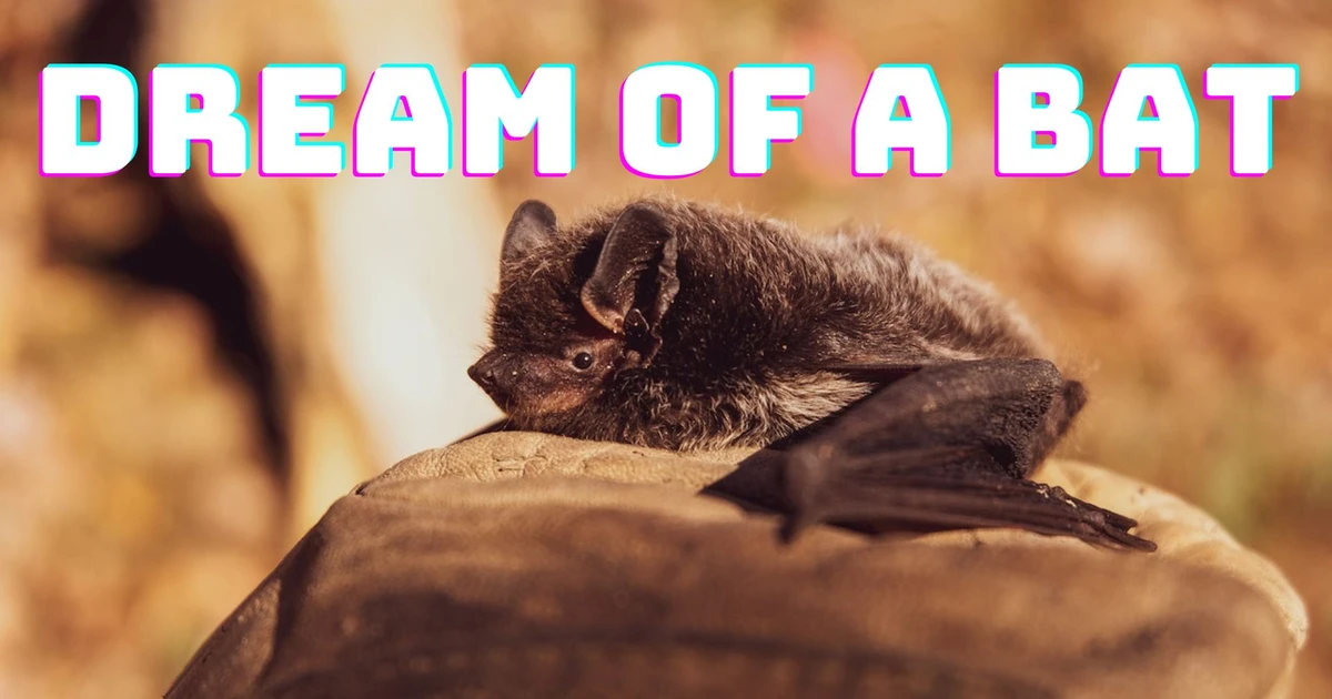 Dream Of A Bat Symbolism - Problems, Annoyance, And Sorrow