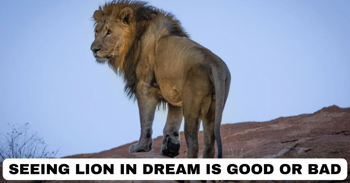Seeing Lion In Dream Is Good Or Bad?