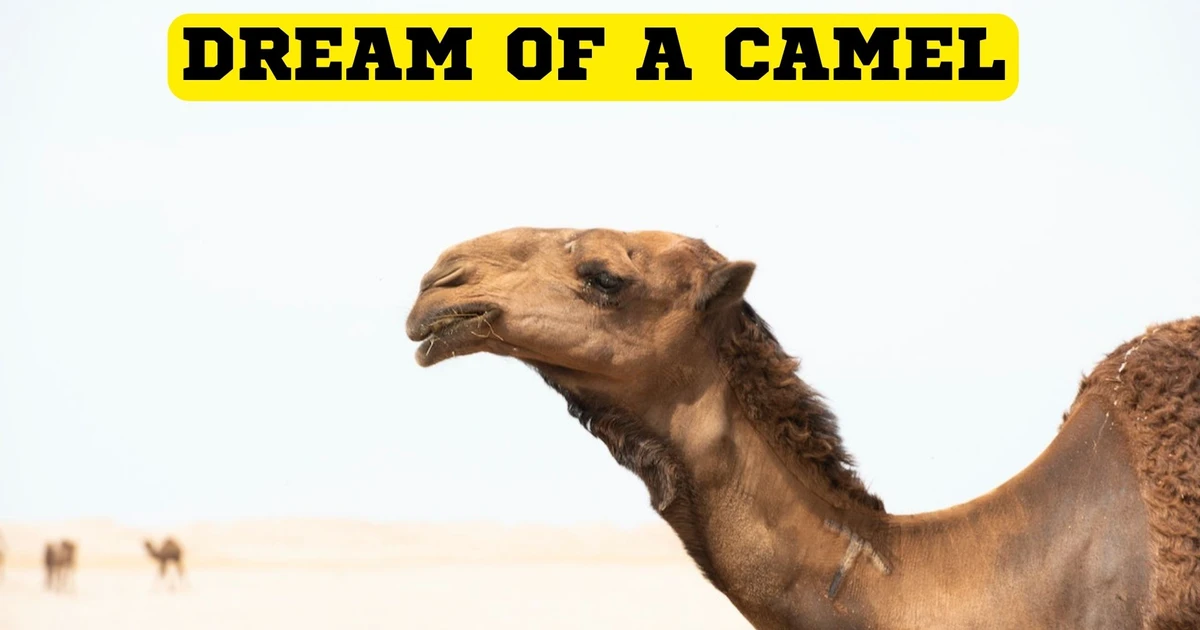 Dream Of A Camel Symbolism - Survival And Persistence