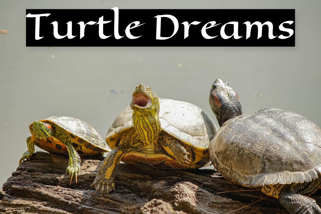 Turtle Dreams Symbolism & Meaning - Wisdom And Longevity