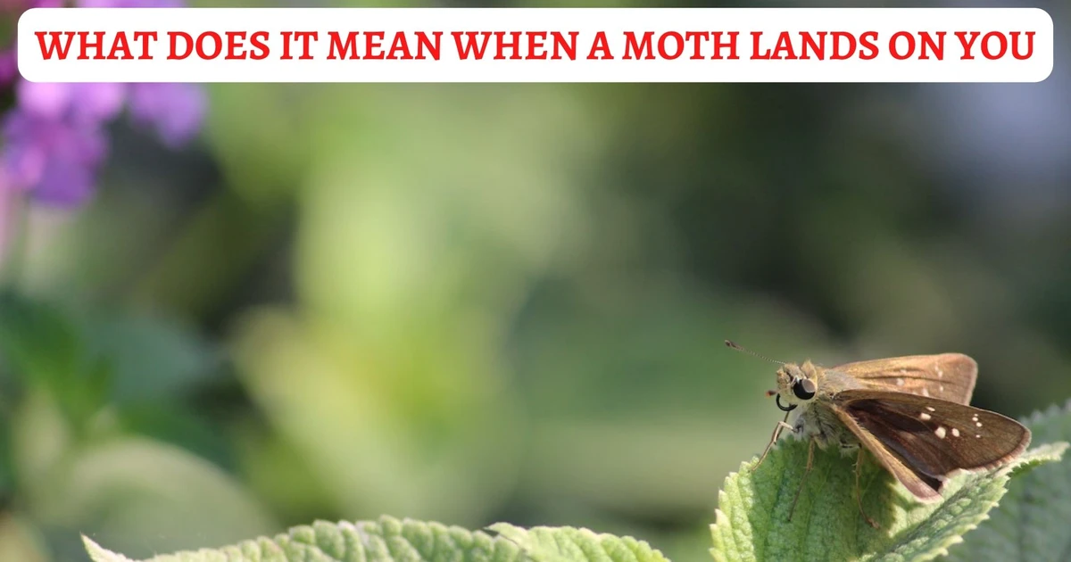 What Does It Mean When A Moth Lands On You?