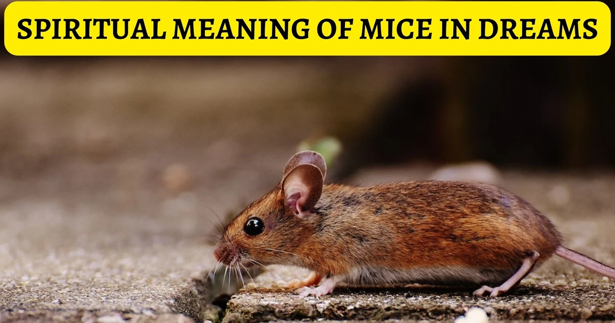 Spiritual Meaning Of Mice In Dreams