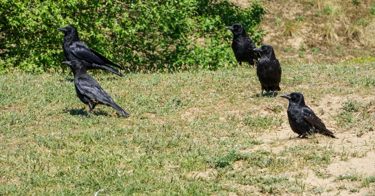 Crow Spiritual Meaning - The Spiritual Meaning Of Seeing A Crow