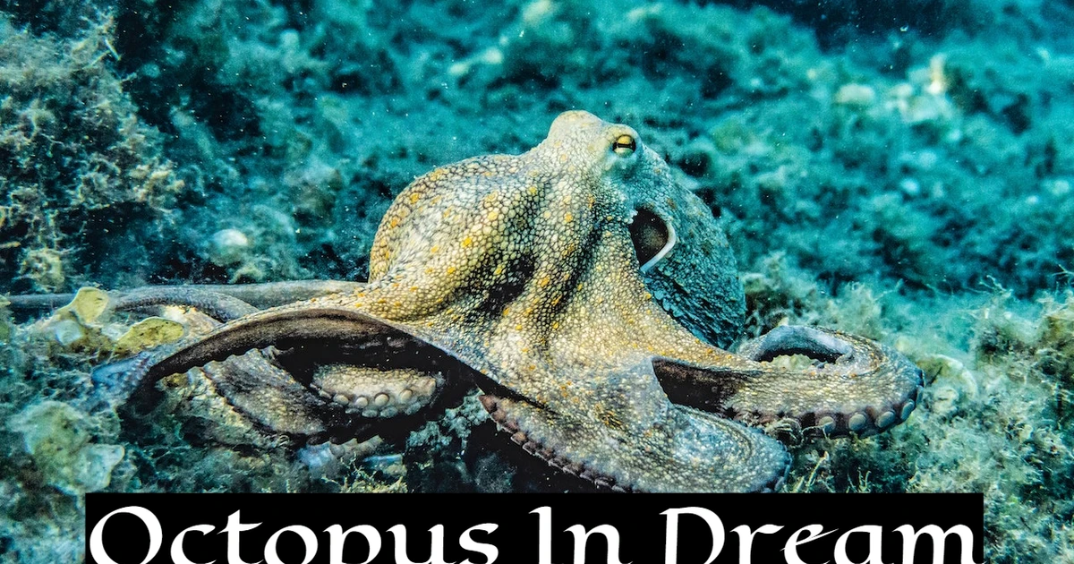 Octopus In Dream Symbolize A Positive Omen